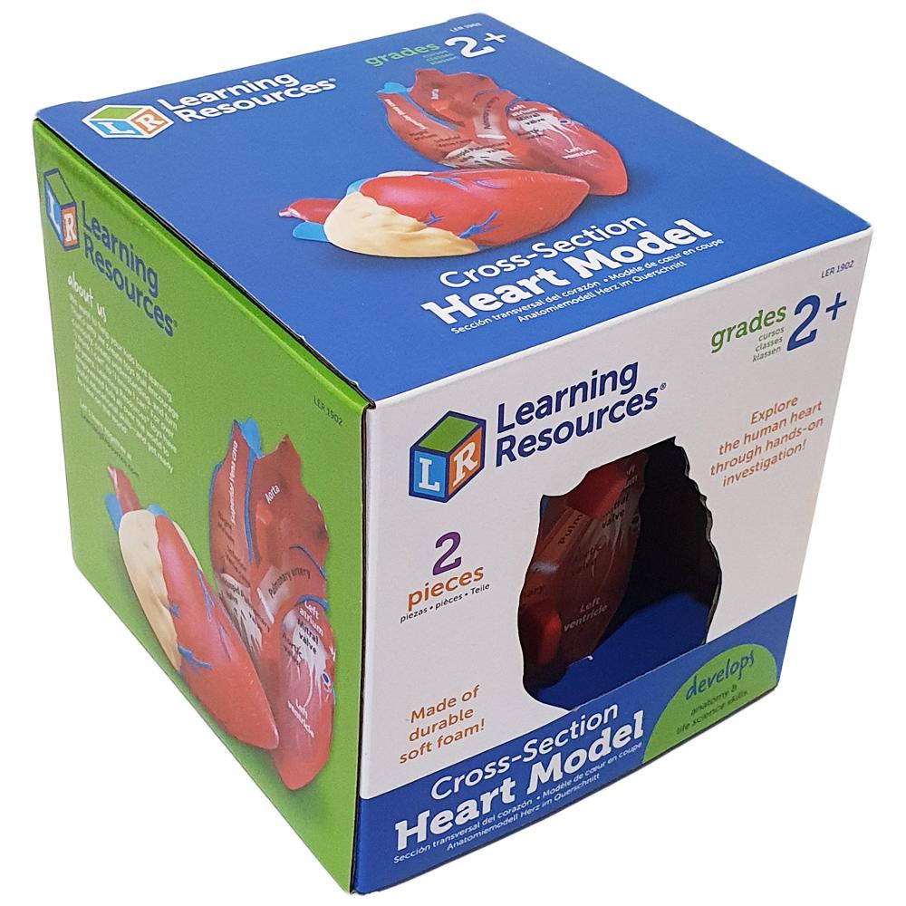 Learning Resources Cross Section Heart Model