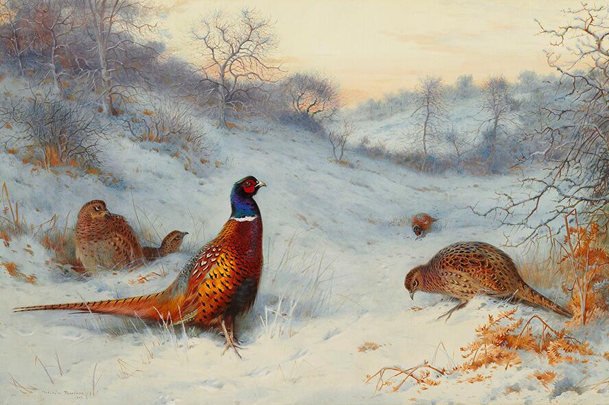 pheasant prints uk