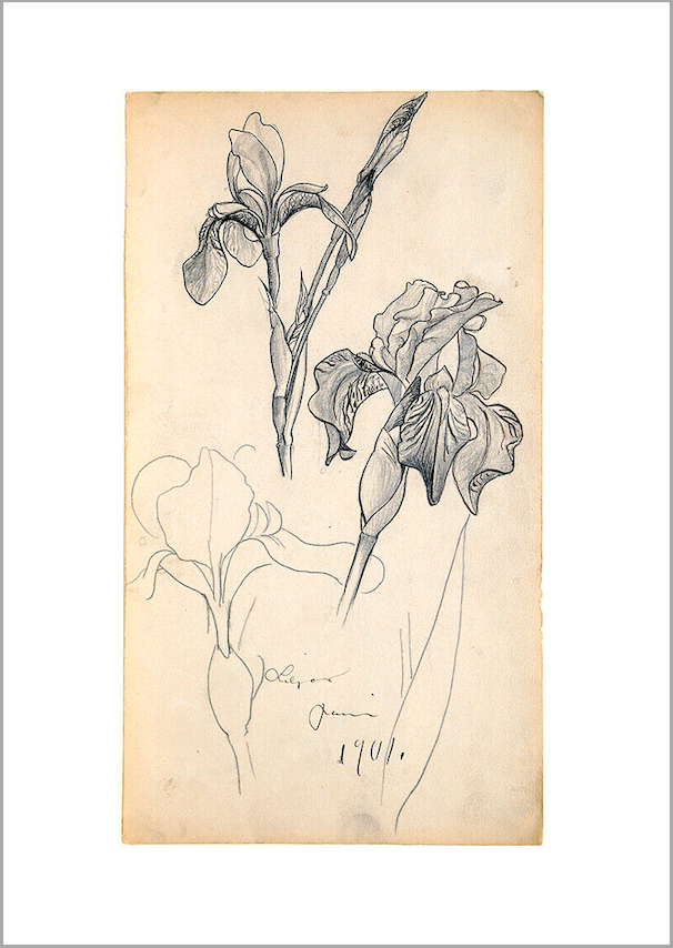 Vintage Flower Illustration Irises Line Drawing John Bauer wall art print