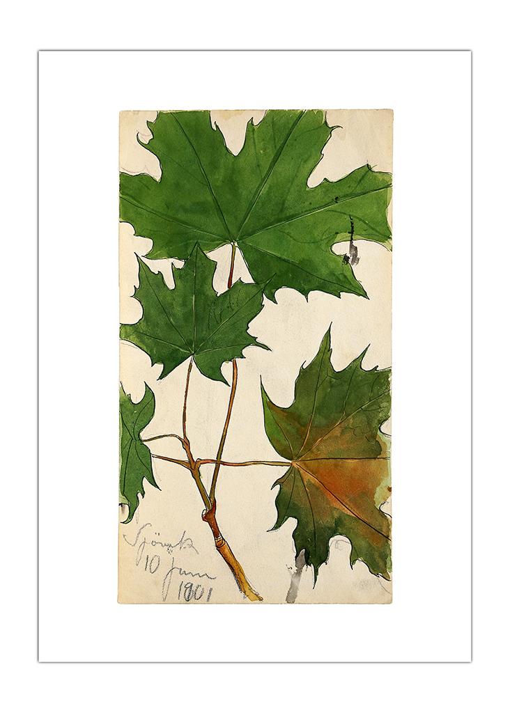 Vintage Flower Illustration Plane Tree Leaves (1901) John Bauer wall ...