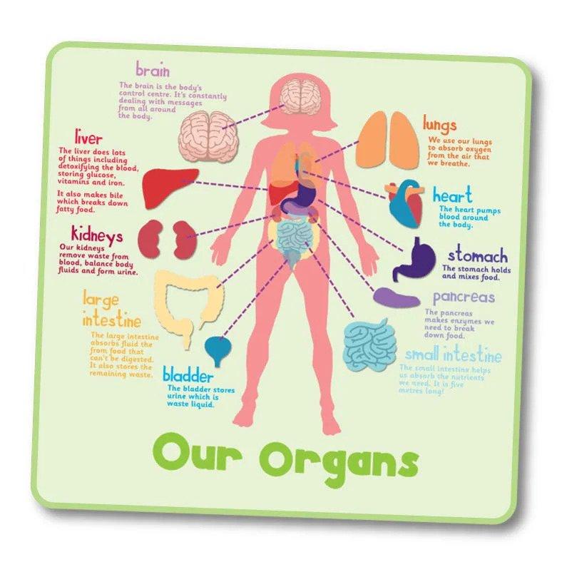 Ideas for developing scientific knowledge about our bodies!