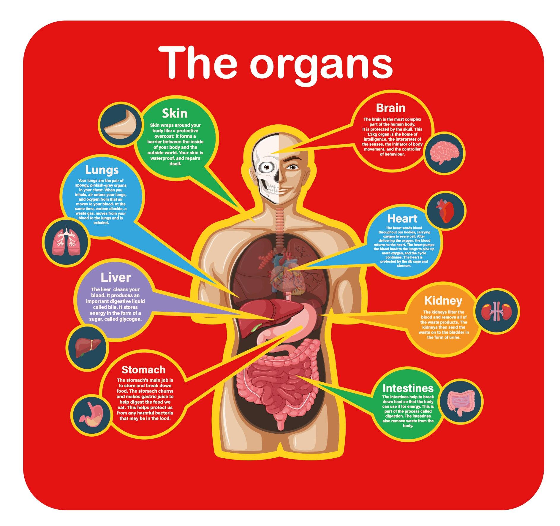 The Human Body Panels