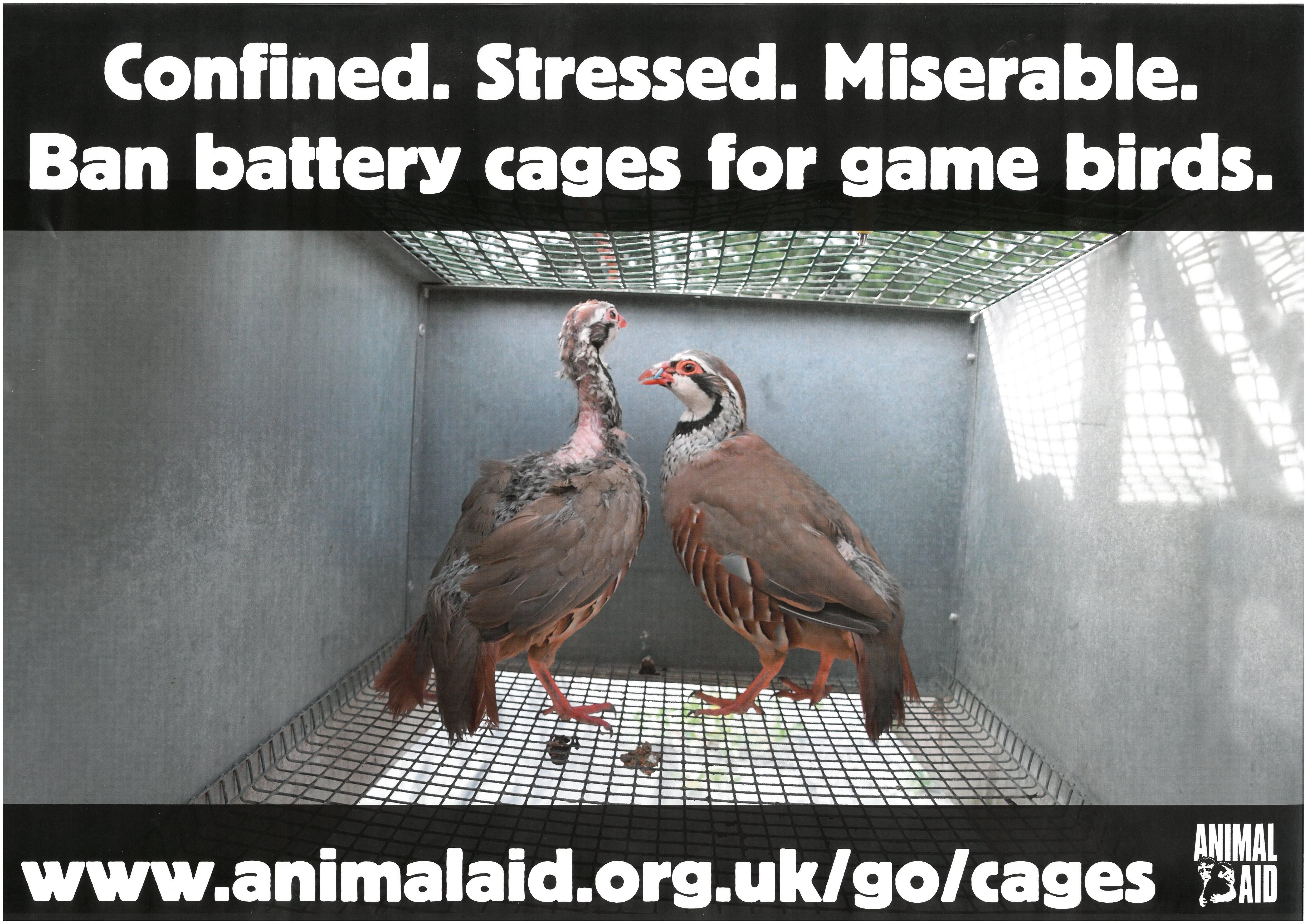 Ban Battery Cages for Game Birds A3 poster