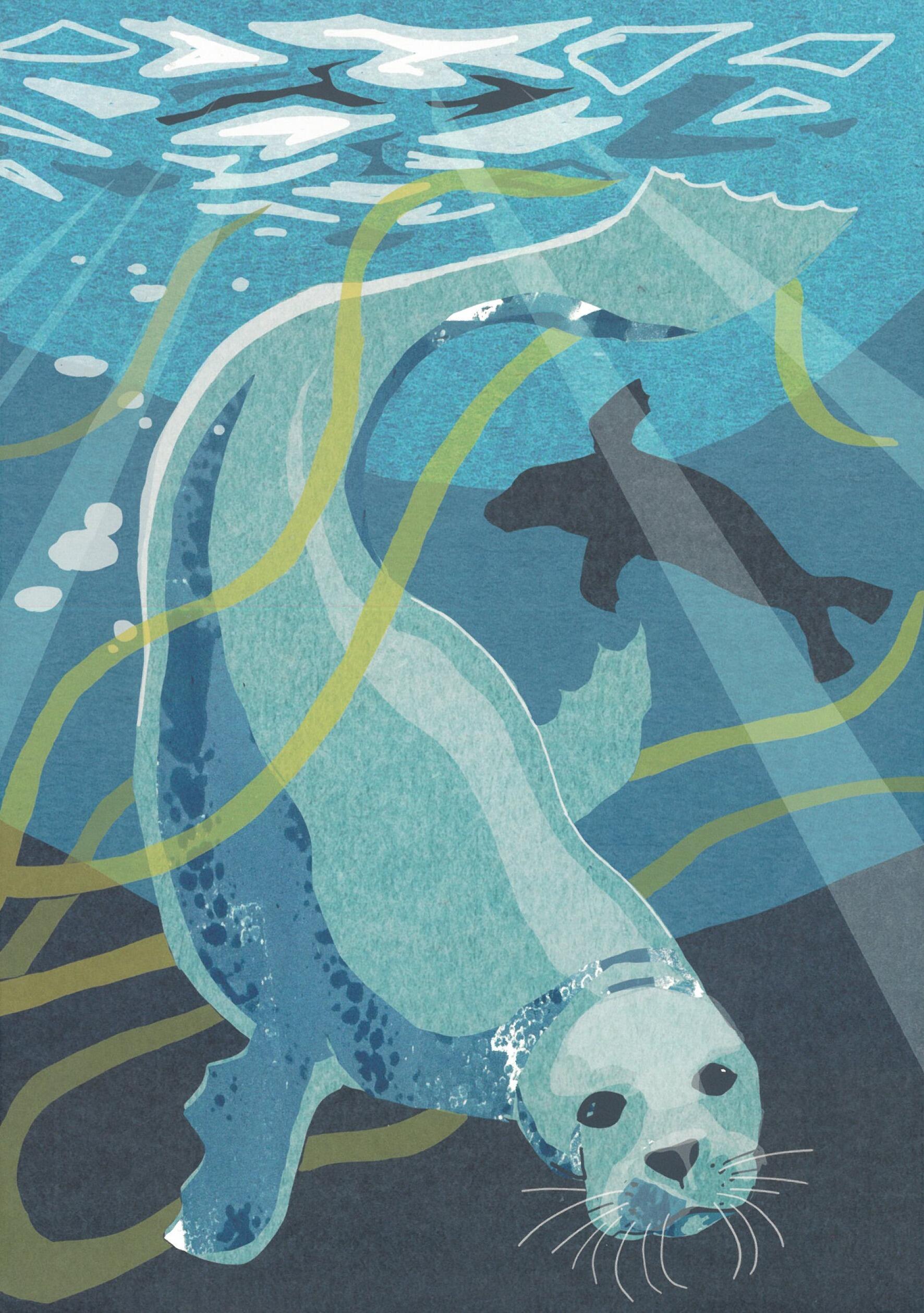 Nature Notebook - Seal