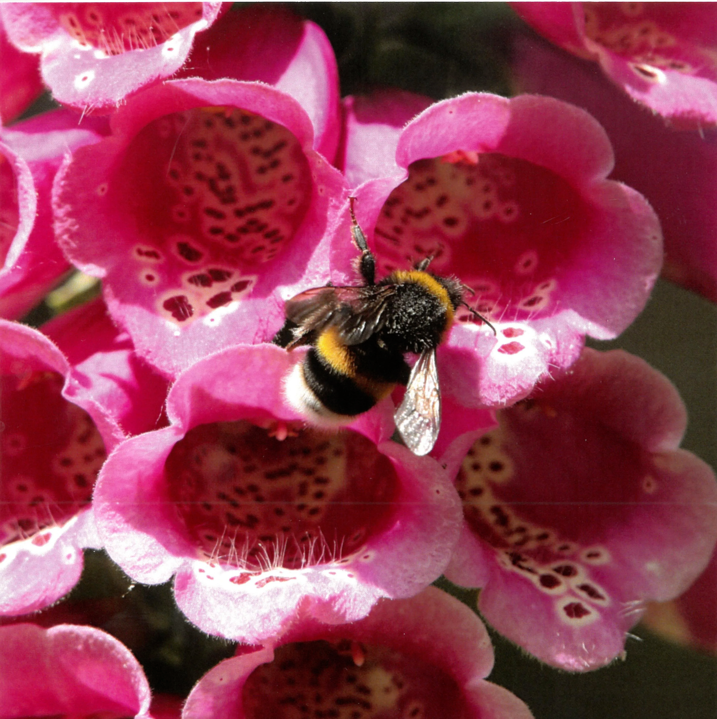Bumble Bee Greetings Card