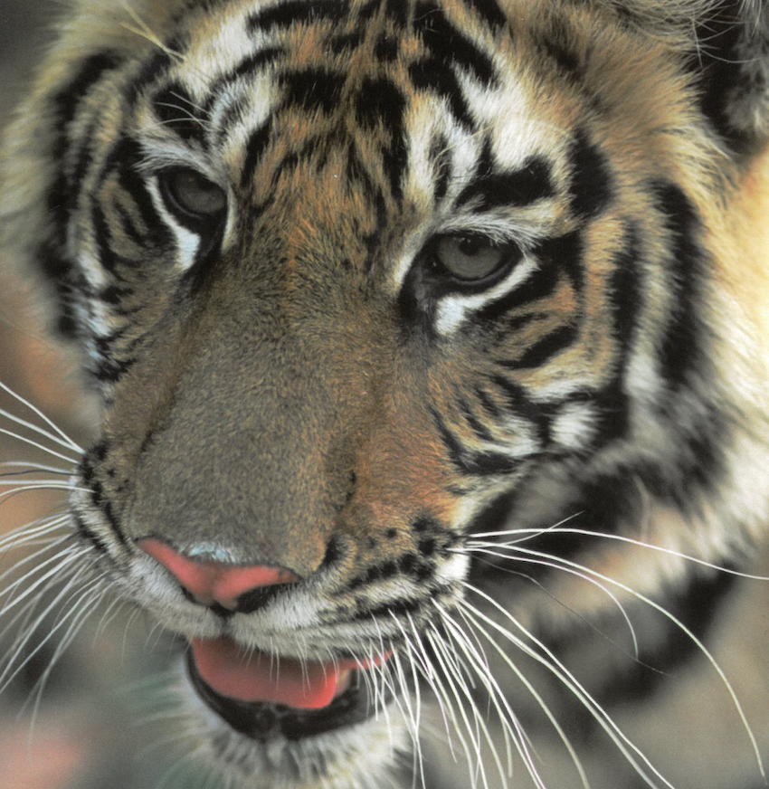 Tiger Greetings Cards - pack of six