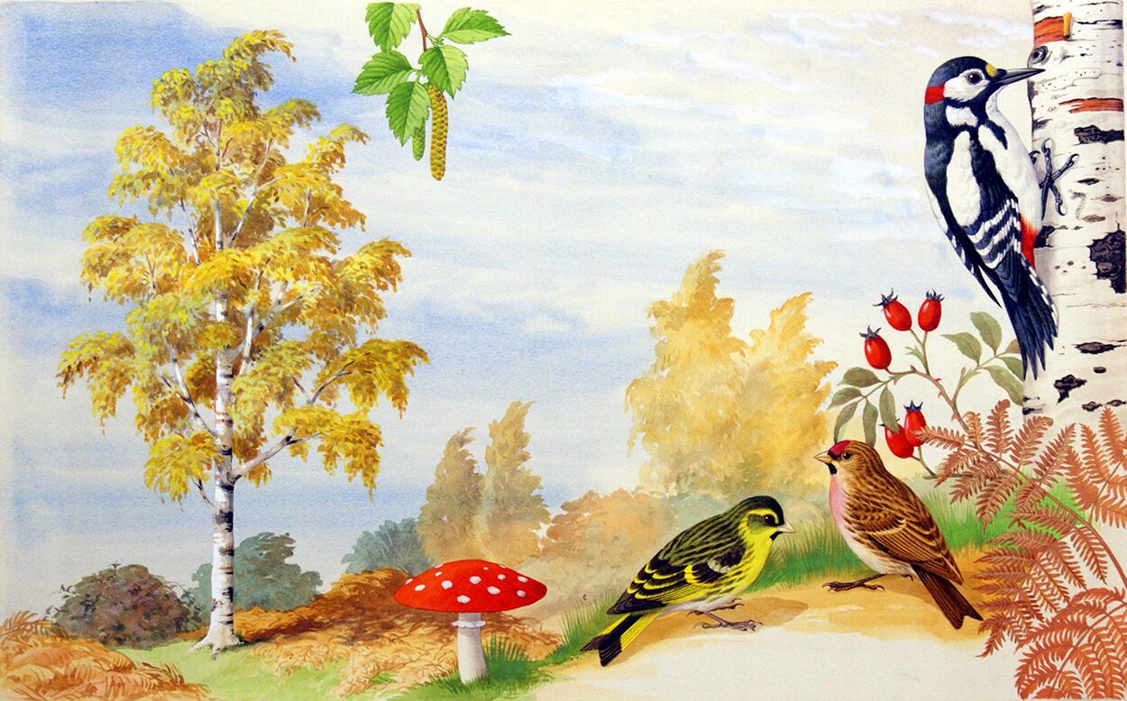 The Silver Birch art by John Rignall