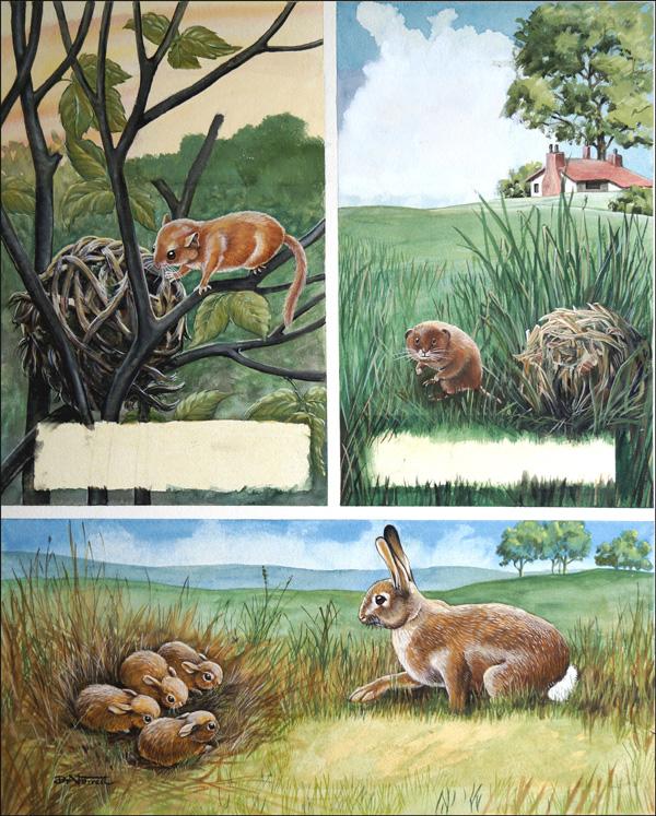 Don Forrest at the Illustration Art Gallery