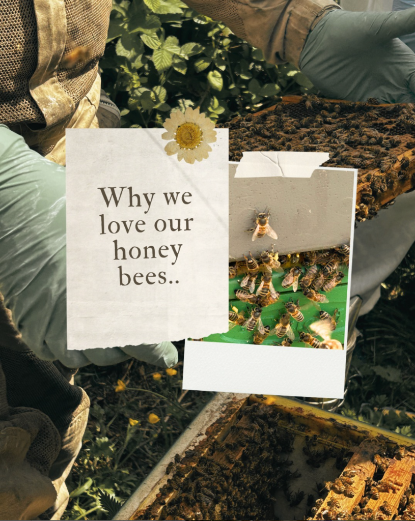 Why do we love our honey bees?