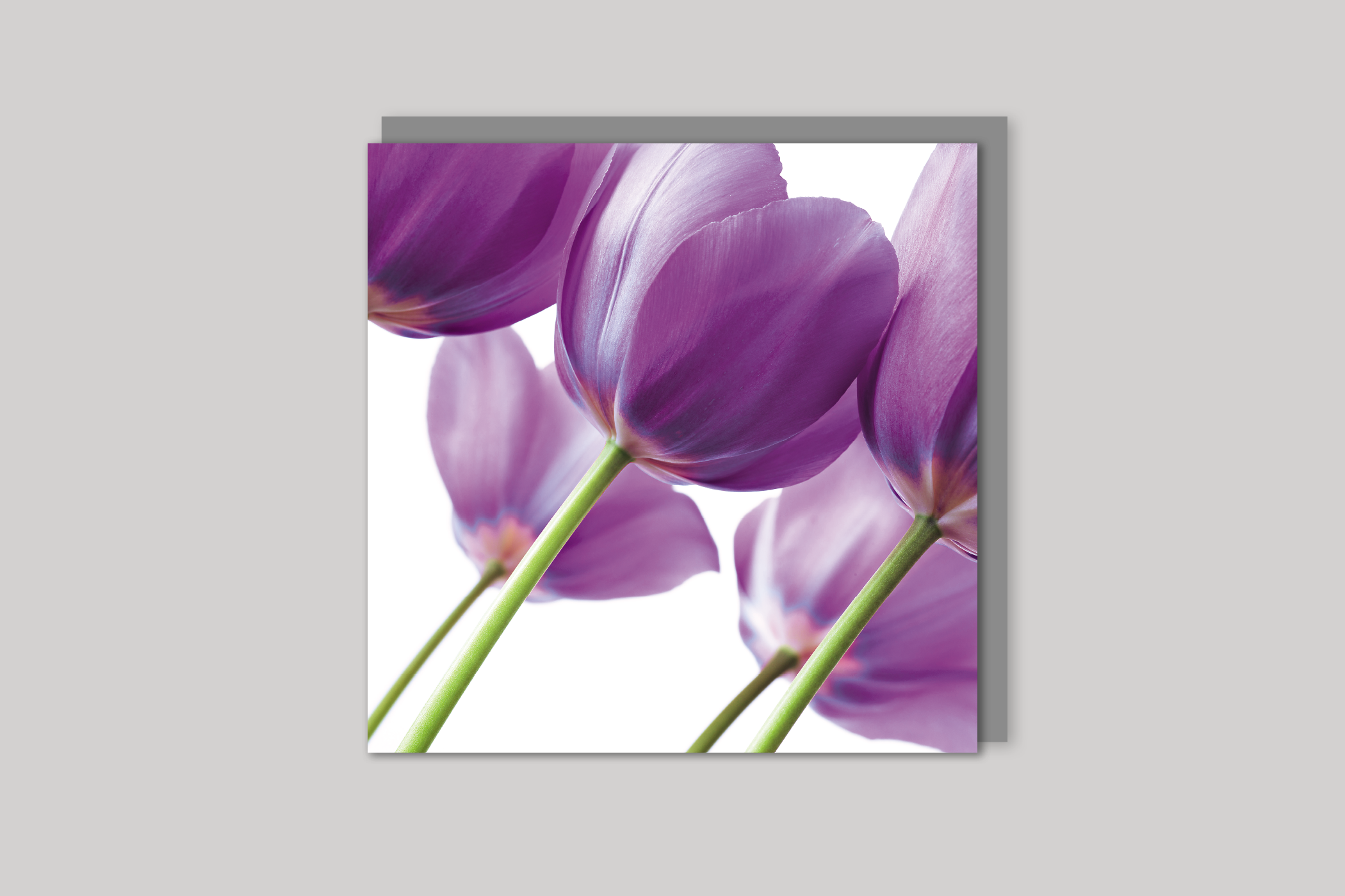 Joy Greeting Card Icon Joy Greeting Card Icon