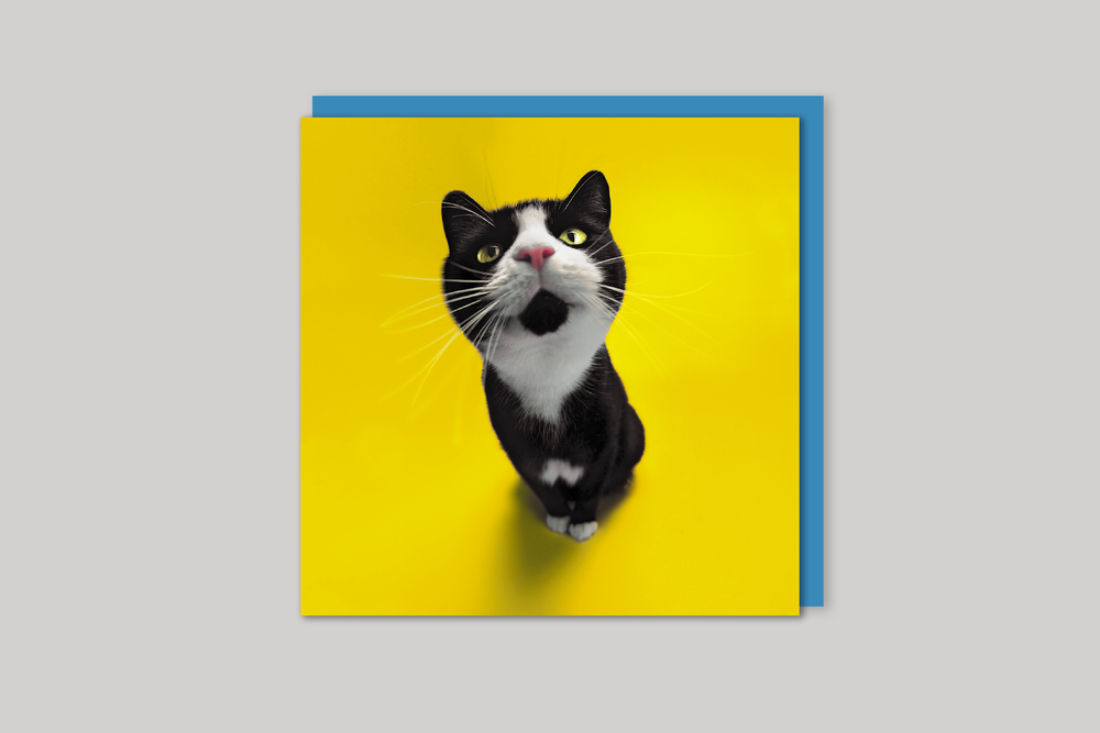 Meow! Greeting Card | Icon