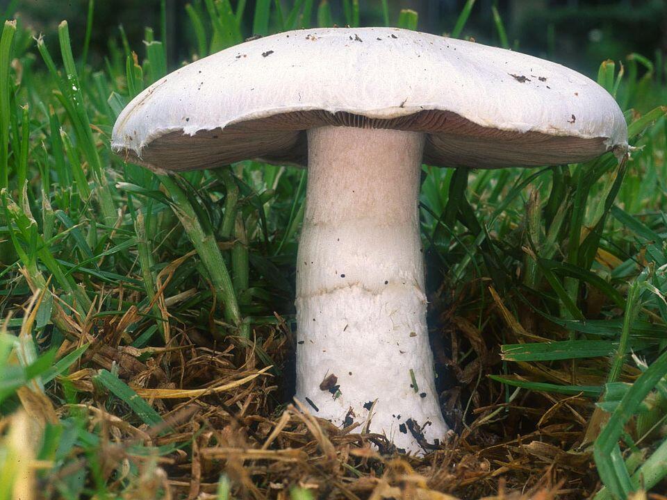 Mushroom Identifier: A Visual Guide To Help You Identify Fungi