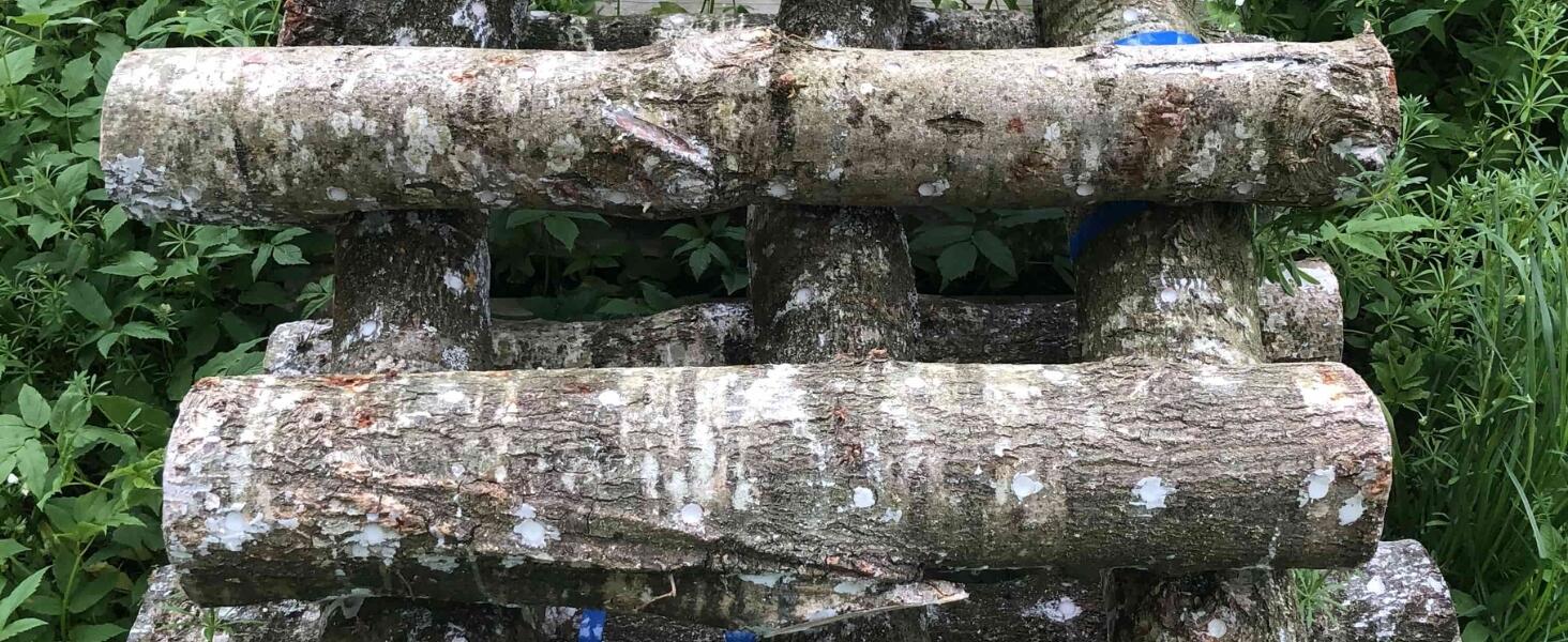 How To Grow Mushrooms On Logs