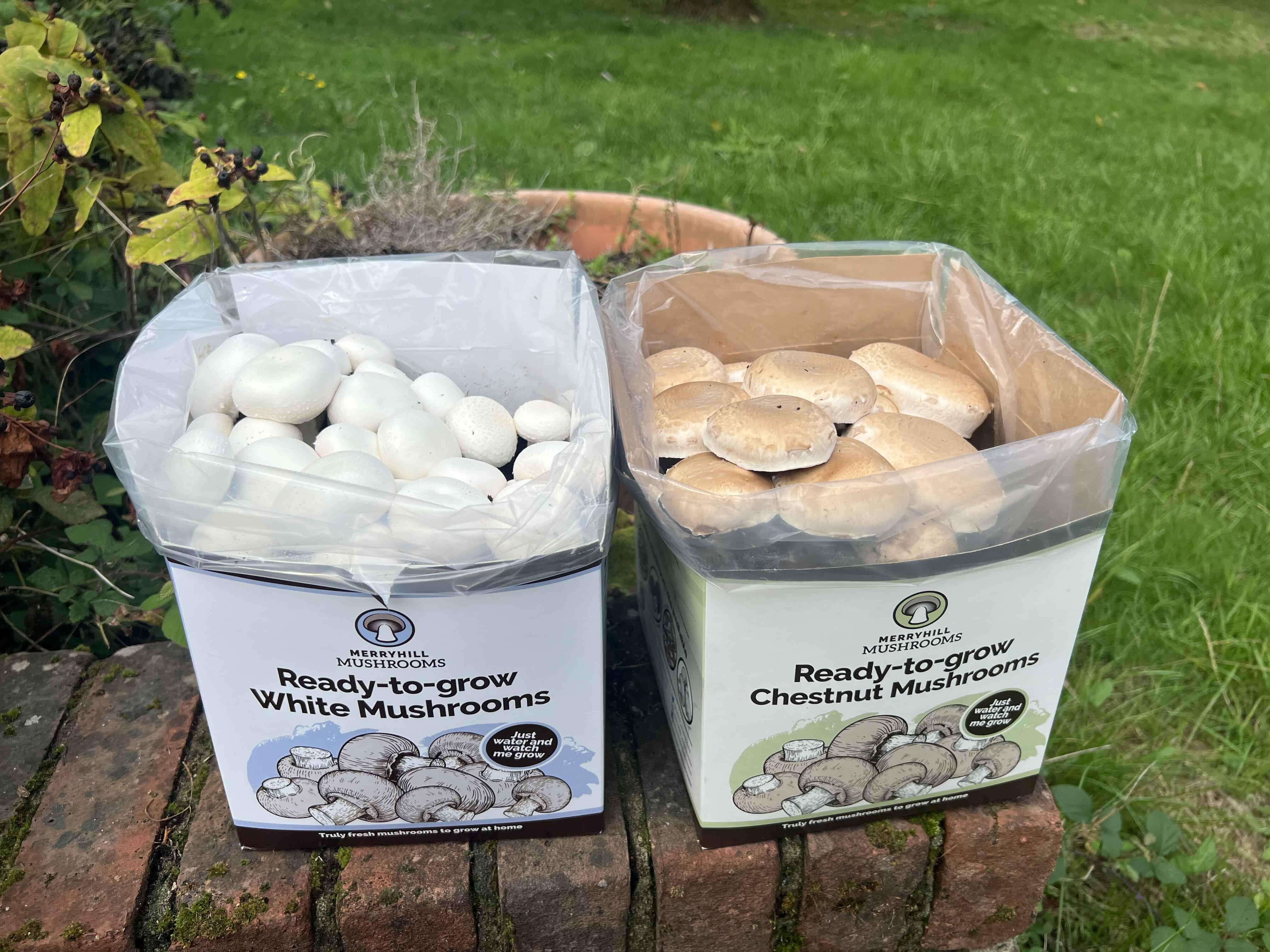 Why Mushroom Growing Kits Make the Perfect Christmas Gift in 2025