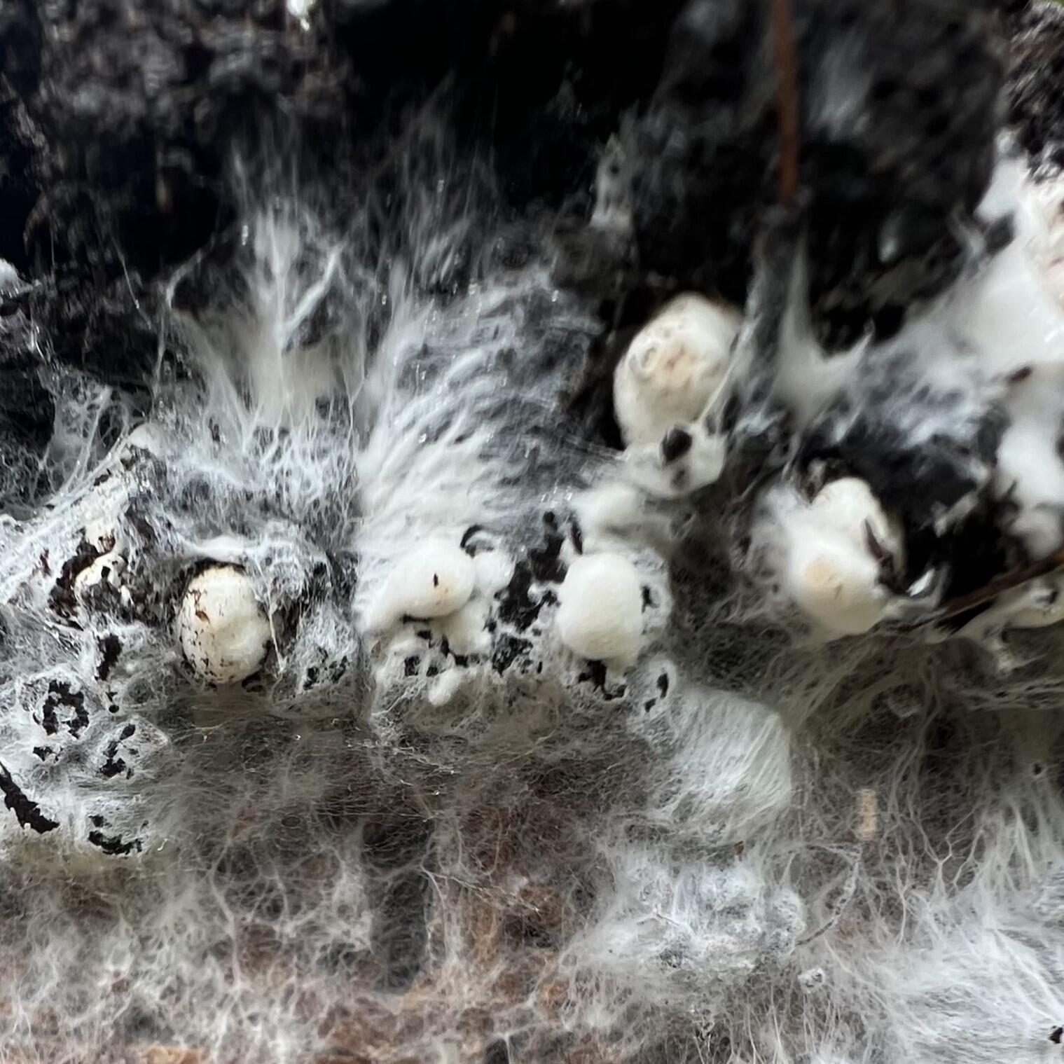 Mushroom Growing Glossary: Mycelium, Pins, Flushes Explained