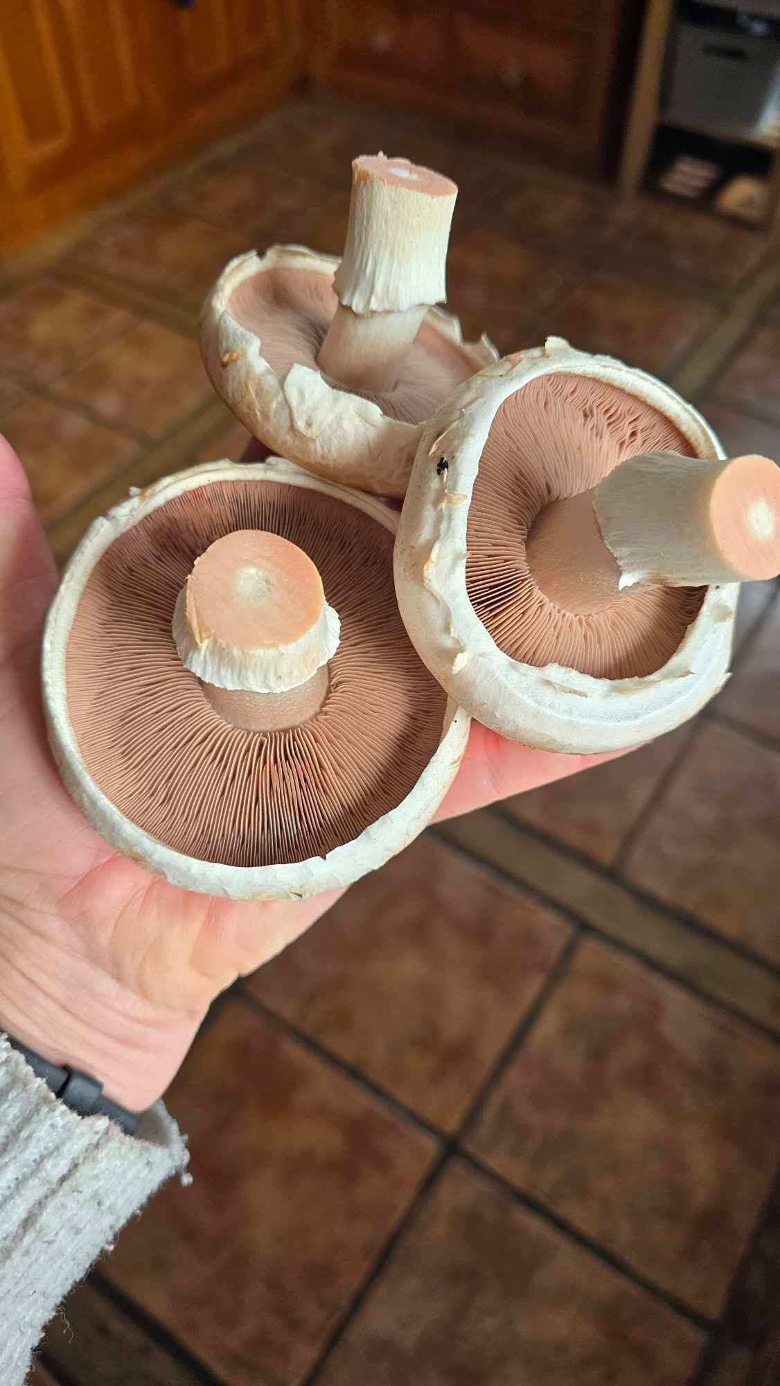 Mushroom Growing Glossary: Mycelium, Pins, Flushes Explained