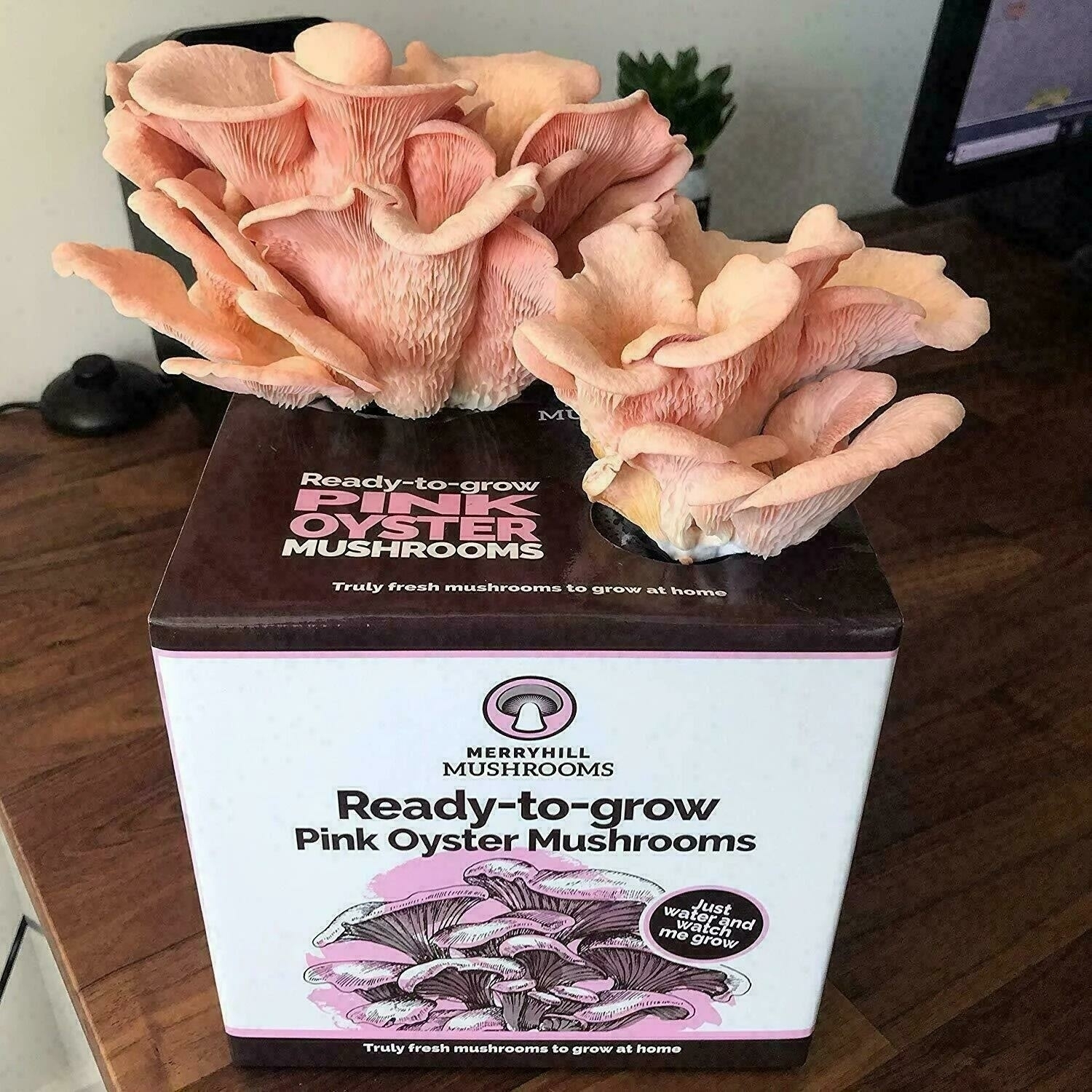 Learn How To Grow Pink Oyster Mushrooms