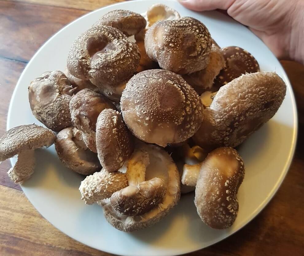 Shiitake Mushroom Benefits: Everything You Need to Know Shiitake Mushroom Benefits: Everything You Need to Know