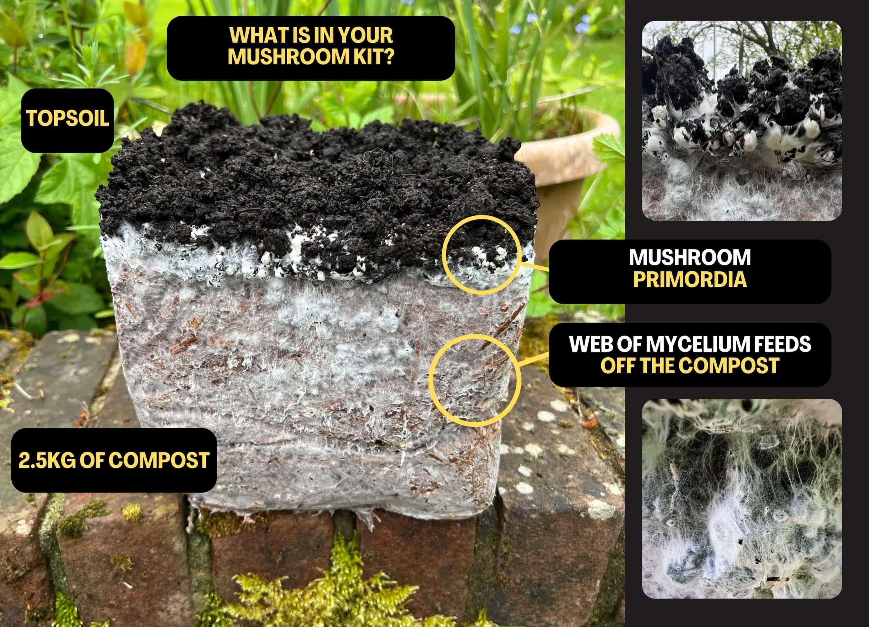 Mushroom Growing Glossary: Mycelium, Pins, Flushes Explained