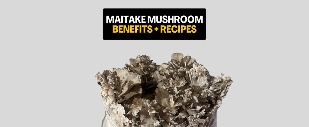 Recipes and Benefits of Maitake Mushrooms: Guide