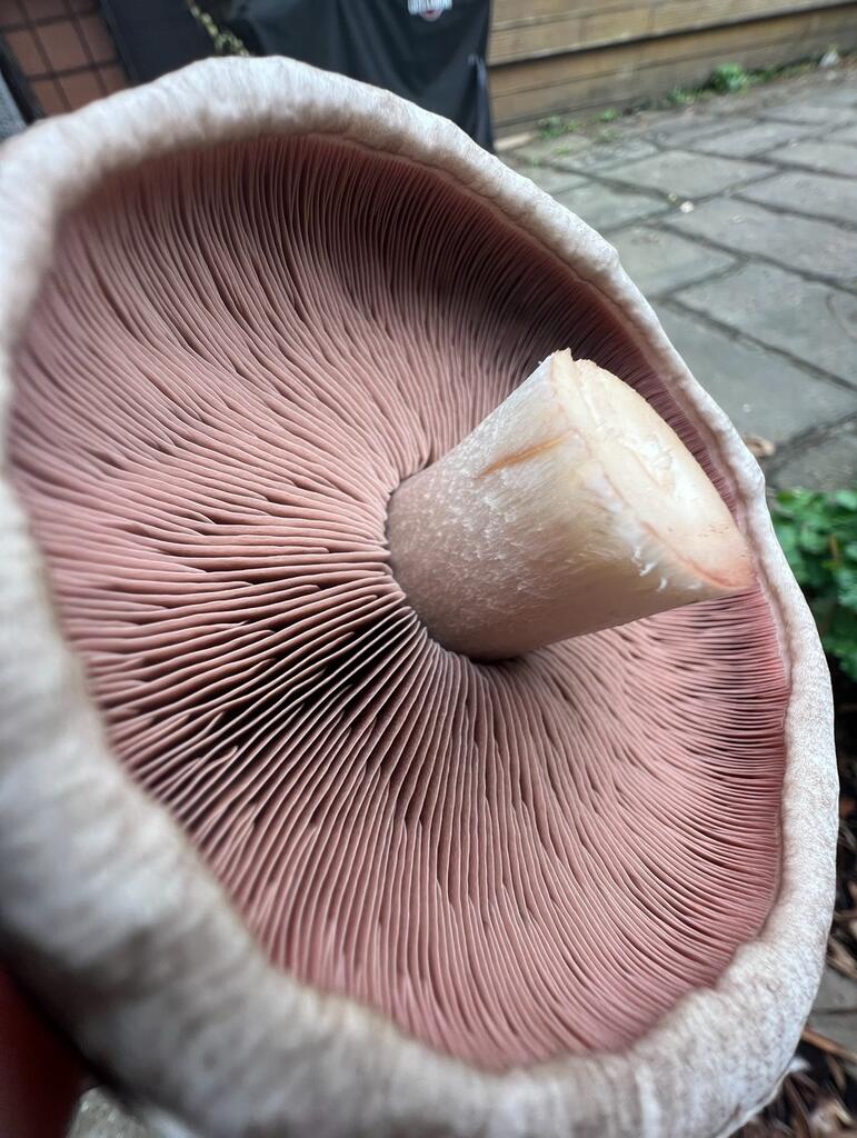 Are Mushrooms Good for Weight Loss?