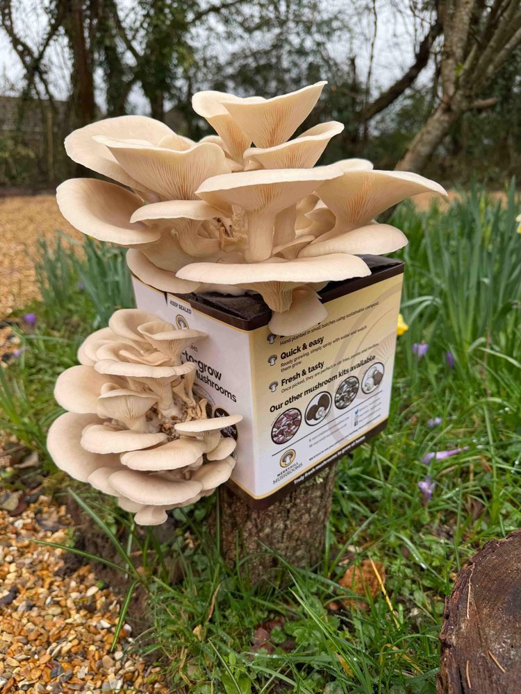 Ready Growing White Oyster Mushroom Growing Kit From £20.95
