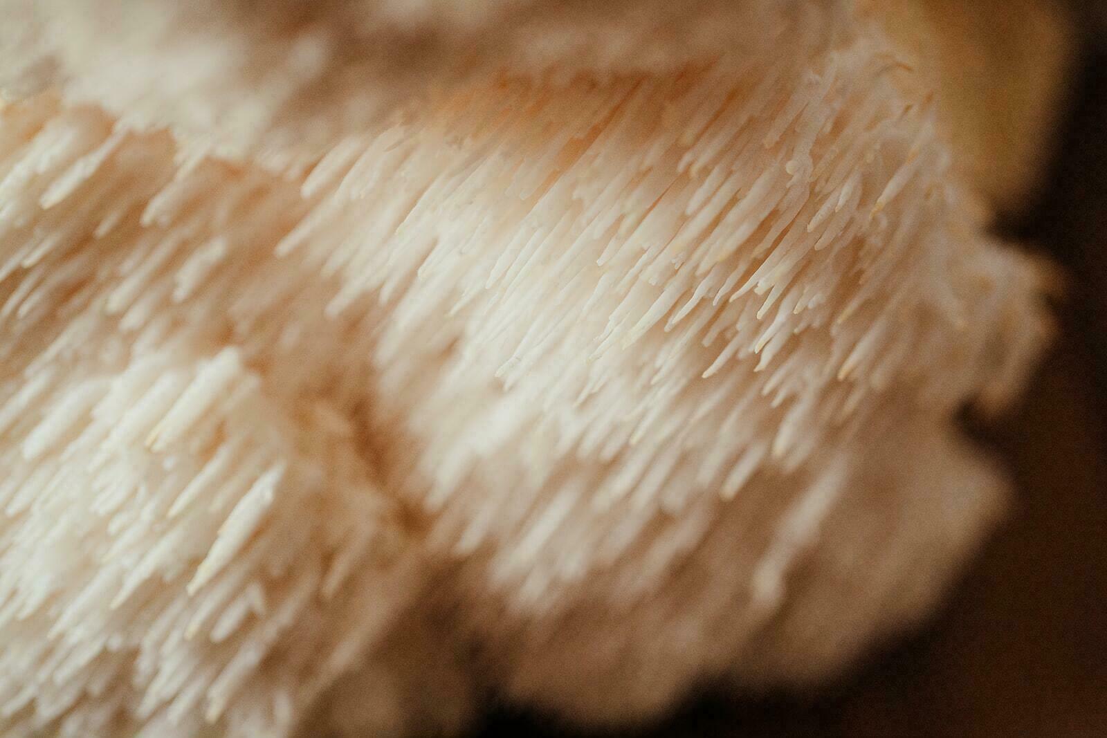 How to Grow Lions Mane Mushrooms At Home