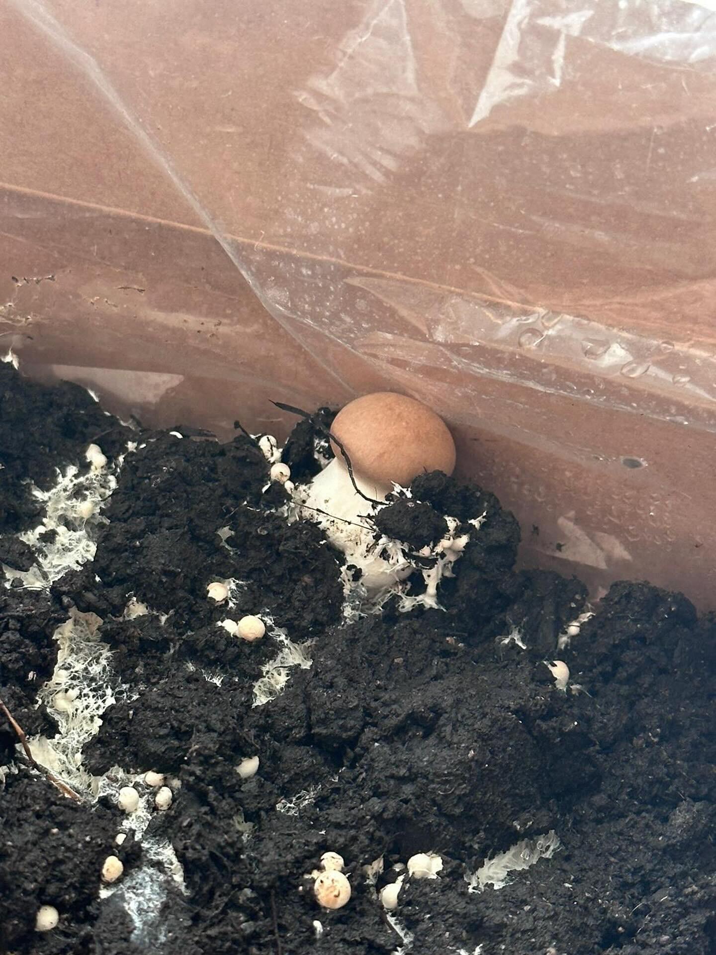 Mushroom Growing Glossary: Mycelium, Pins, Flushes Explained