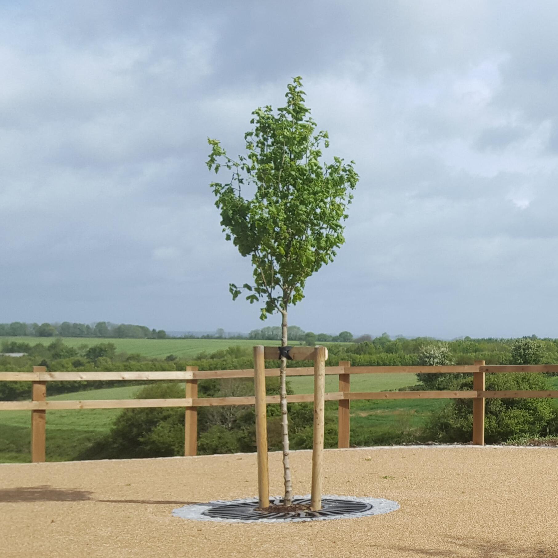 Rubber Tree Belt