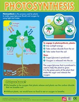 Educational Poster | Learn About Photosynthesis, Reference Classroom Poster
