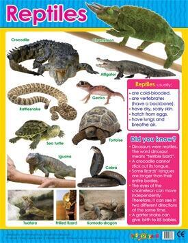 Educational Poster | Learn About Reptiles Reference Chart Classroom Poster