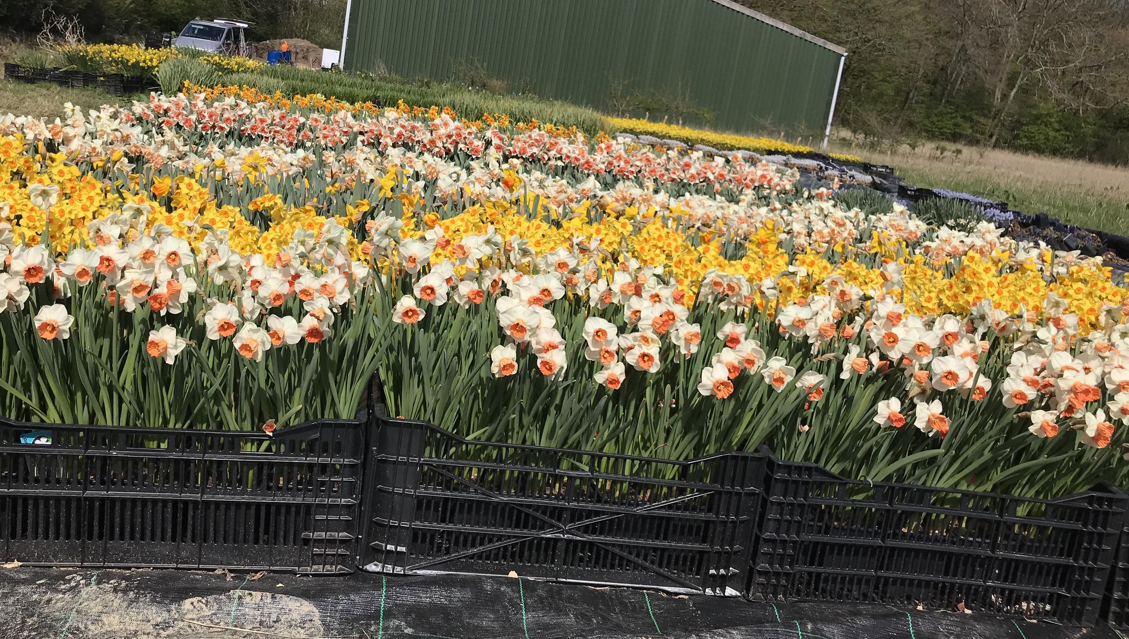 Narcissus total mix