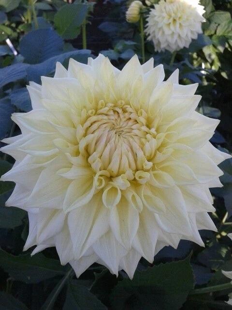 Barbarry Chunky Chips