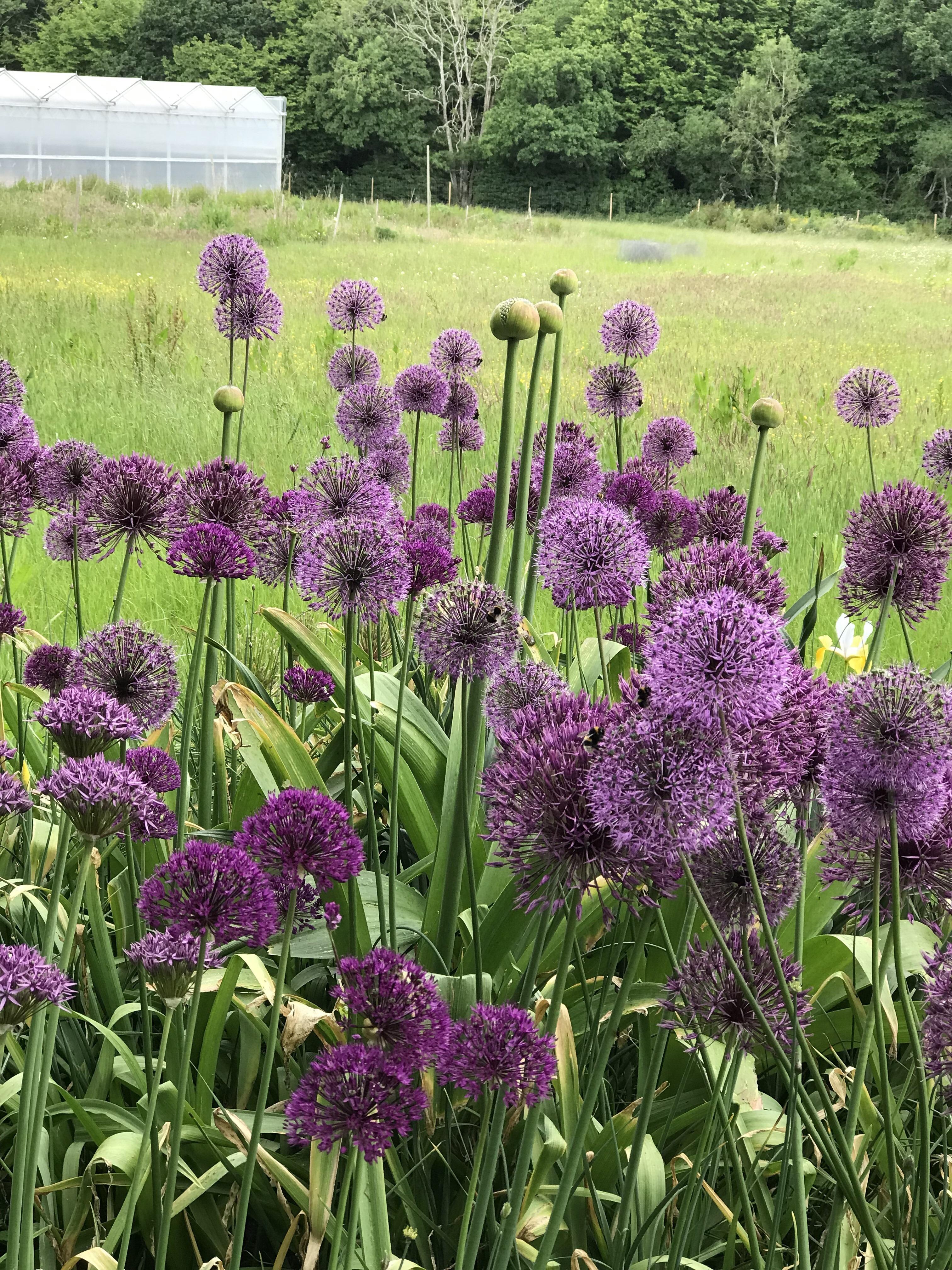 Allium mix