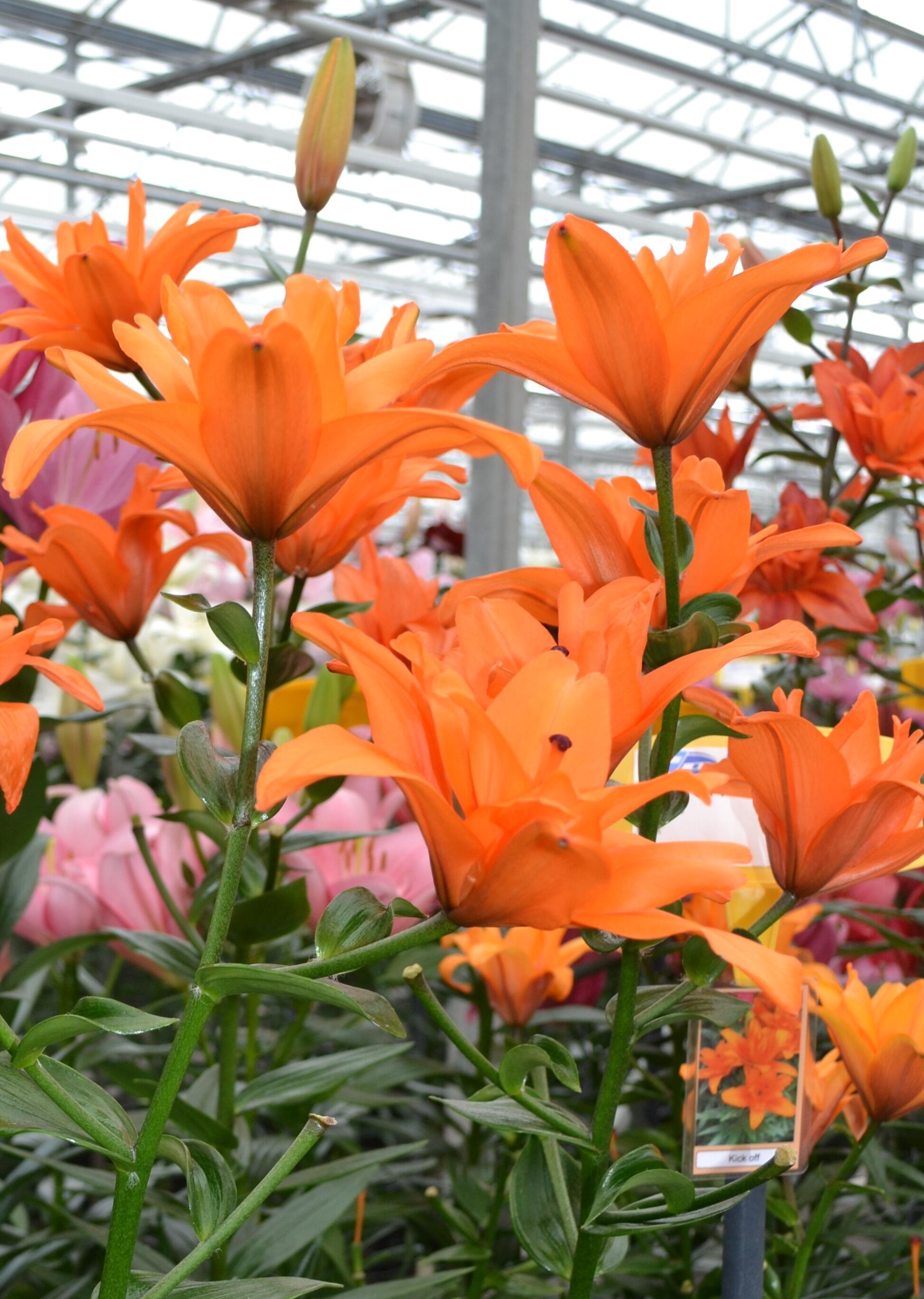 The butterfly mix LA