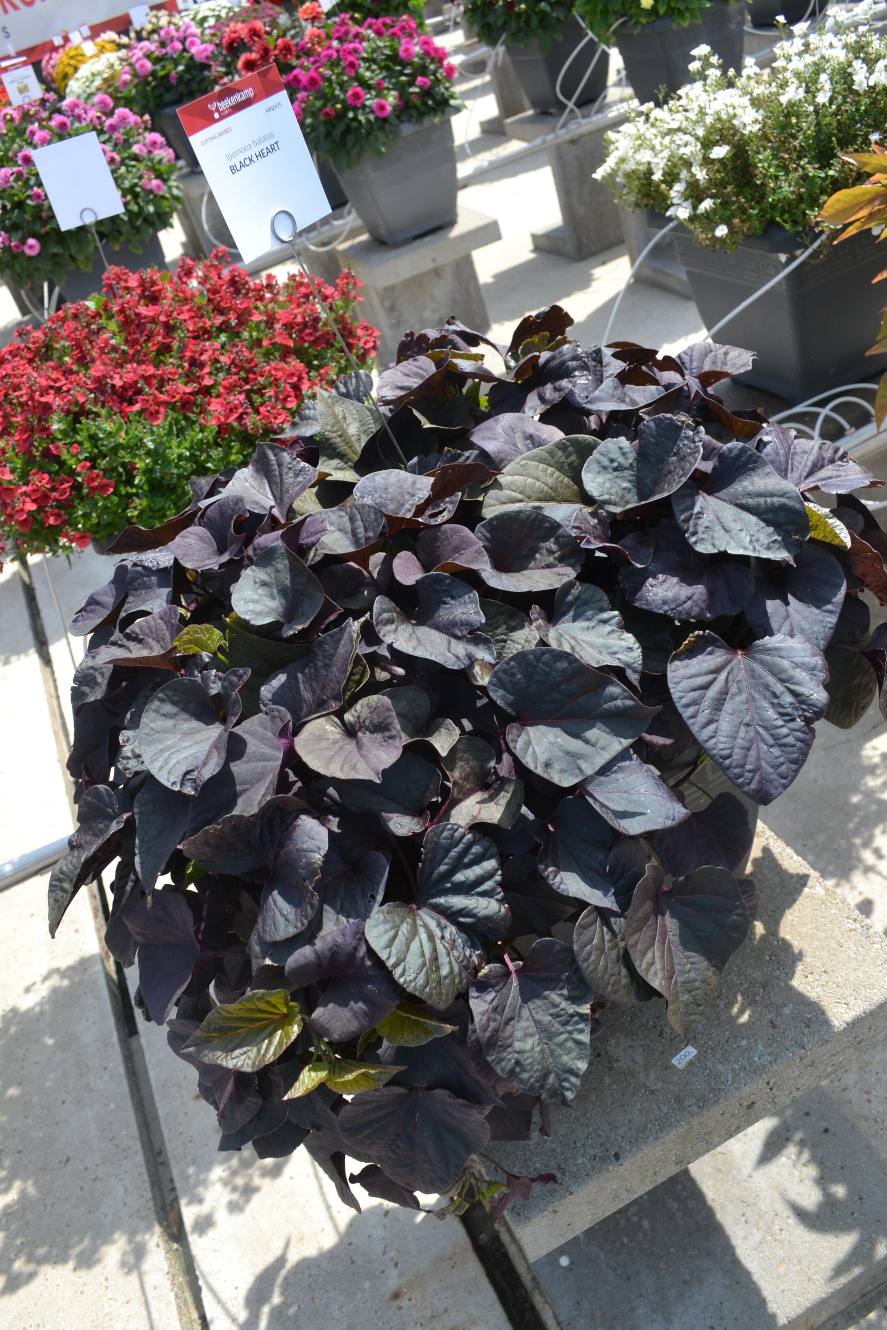 Fancy Foliage plants
