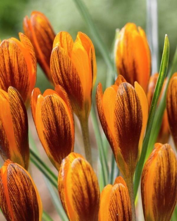Crocus orange monarch