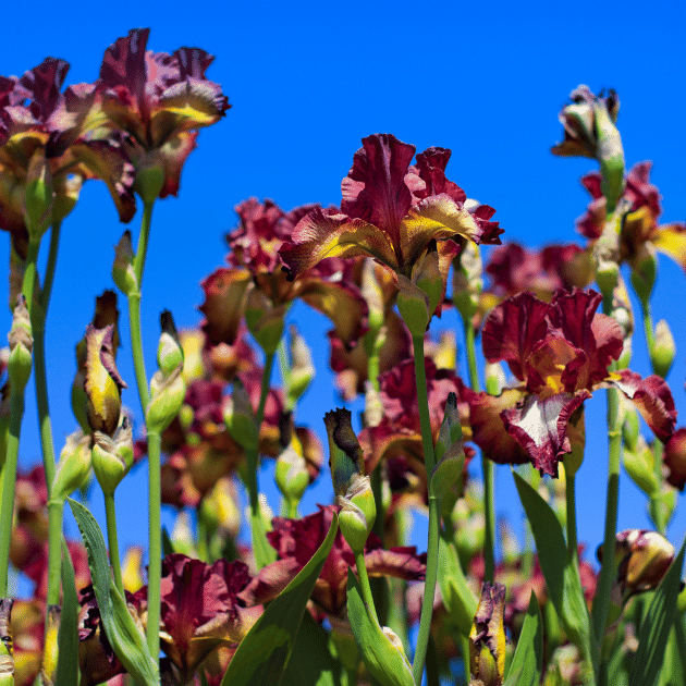 Eazy Plants - The Online Garden Centre - Tiger Iris Mixed Bulb collection
