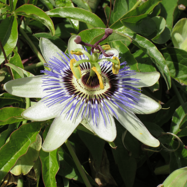 Eazy Plants - The Online Garden Centre - Passiflora 'Purple Haze' 2L