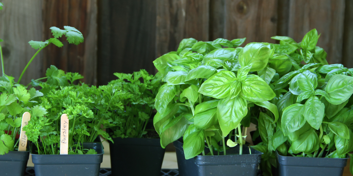 Fruit, Vegetable and Herbs