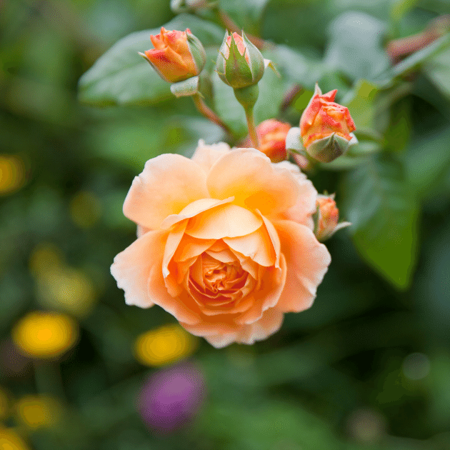 Eazy Plants - The Online Garden Centre - Rosa 'Sweet Dreams' 4L