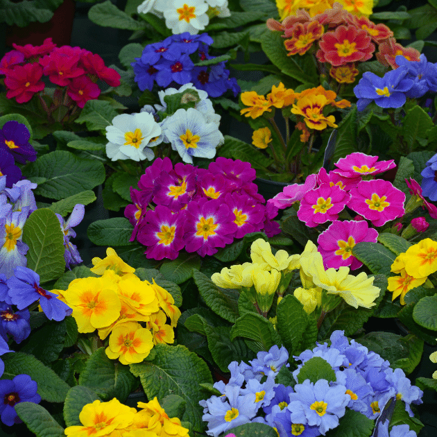 Eazy Plants- The Online Garden Centre - Primrose Bedding Pack - 6 plants