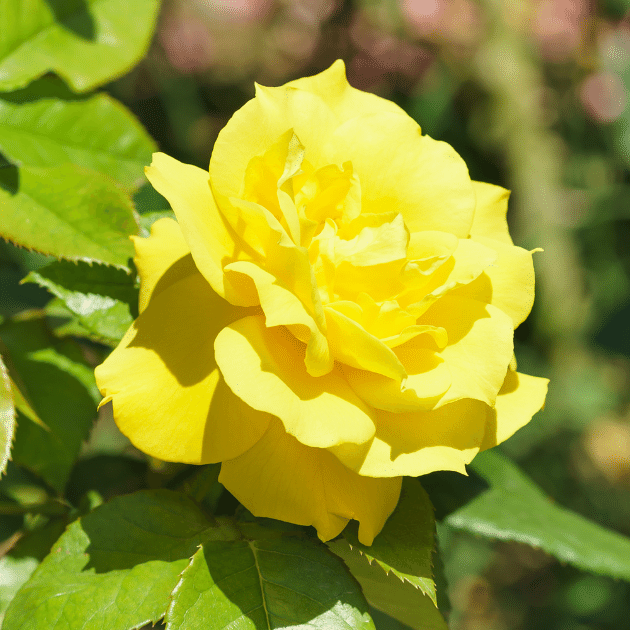 Eazy Plants - The Online Garden Centre - Rosa Mountbatten 4L