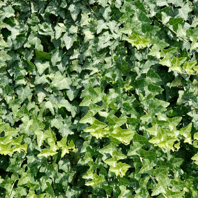 Eazy Plants - The Online Garden Centre - Hedera green ripple 2L