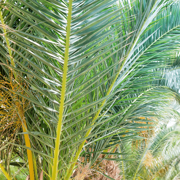 Eazy Plants - The Online Garden Centre - Phoenix Canariensis