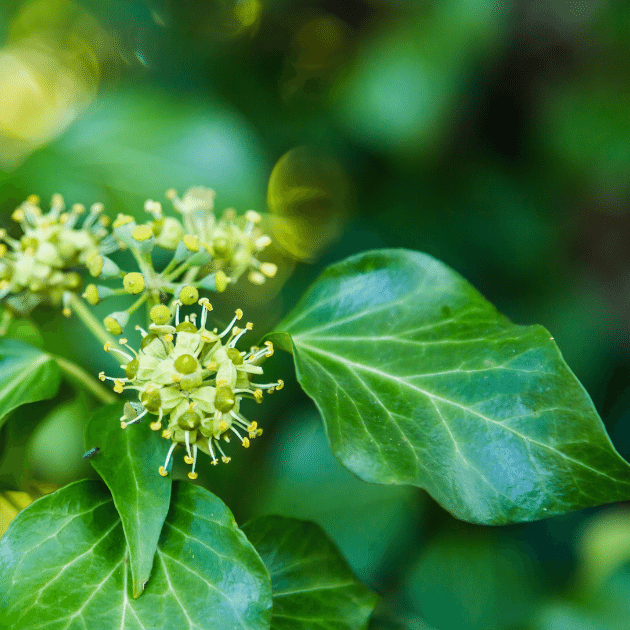 Eazy Plants - The Online Garden Centre - Hedera green ripple 2L