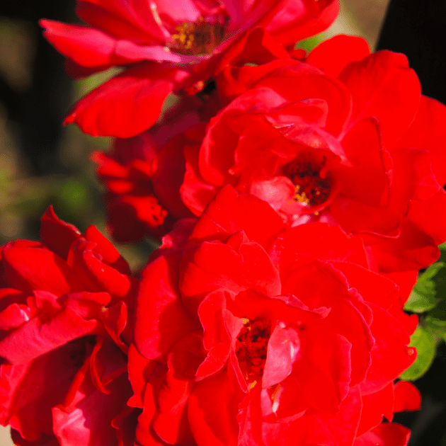 Eazy Plants - The Online Garden Centre - Rosa 'Stromboli' 4L