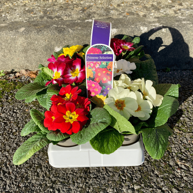 Eazy Plants- The Online Garden Centre - Primrose Bedding Pack - 6 plants
