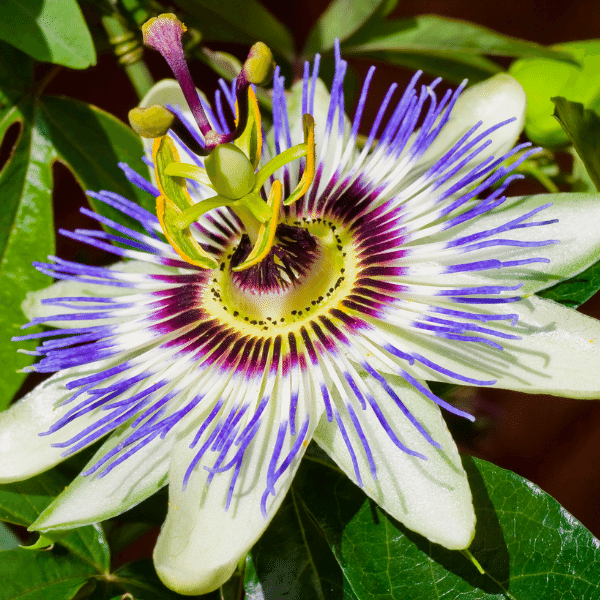 Eazy Plants - The Online Garden Centre - Passiflora 'Purple Haze' 2L