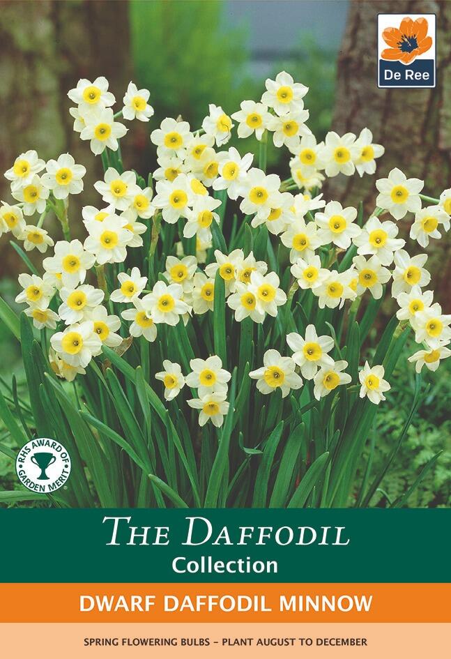 Dwarf daffodil Minnow